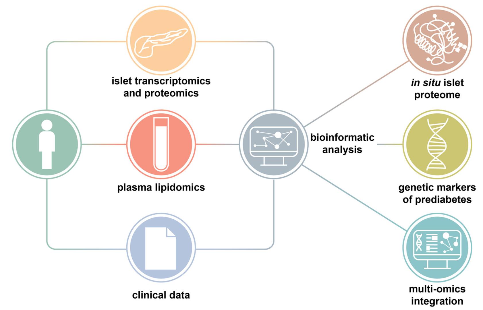 New insights into the molecular paths leading to type 2 diabetes | SIB ...