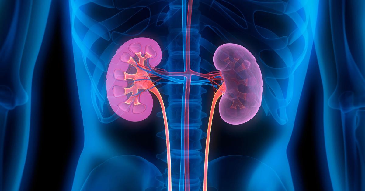 Deciphering the rhythmicity of metabolism in the kidney | SIB Swiss ...