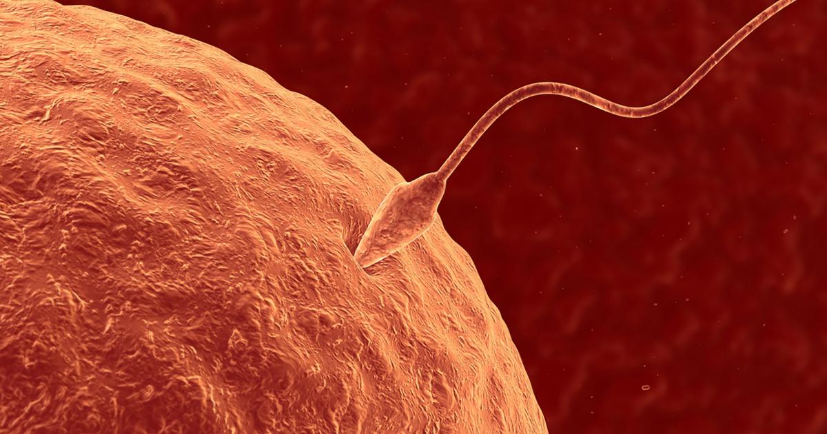 Could the proteins essential to sex-cell fusion predate… sex? | SIB Swiss Institute of ...